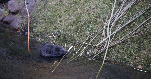 Beavers will continue to bring joy to residents and visitors in the ...